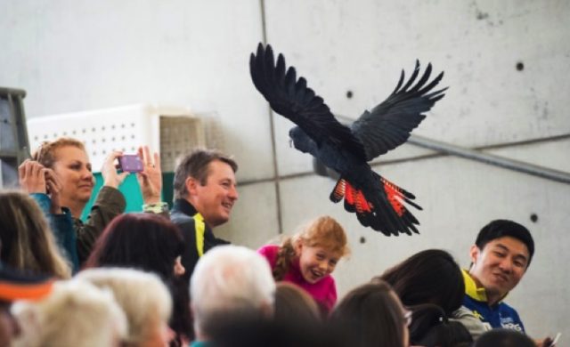 parrot2 - Showtime Attractions